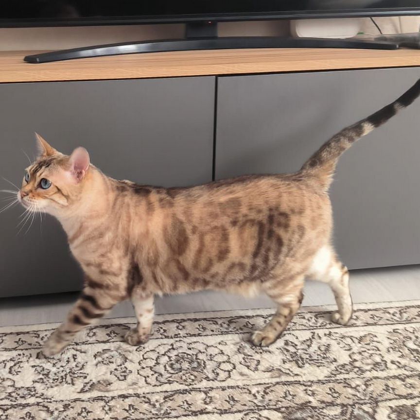 Бенгальская кошка в добрые руки