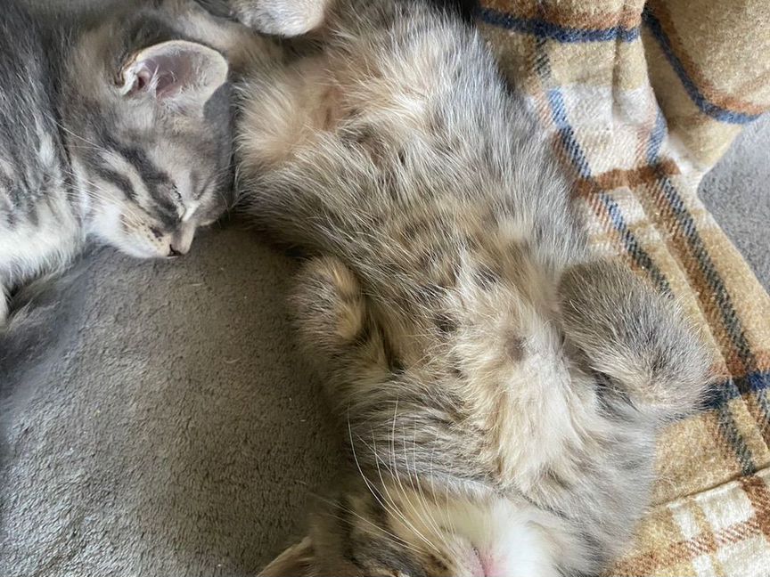 Британские котята