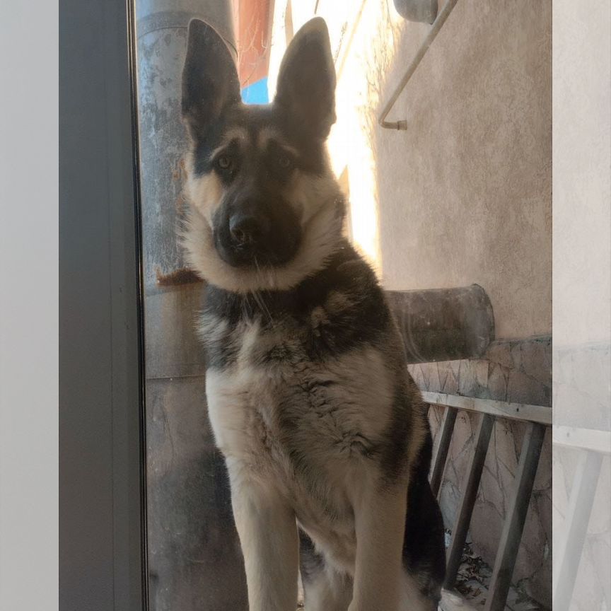 Восточно европейская овчарка