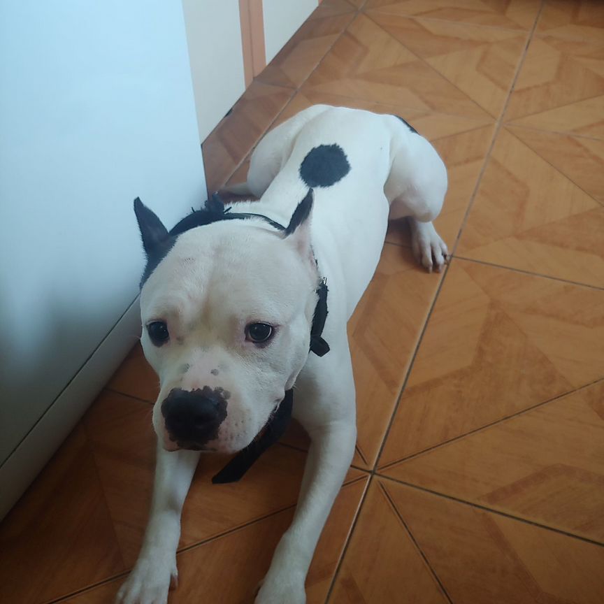 Отдам в добрые руки Американский Стаф Терьер