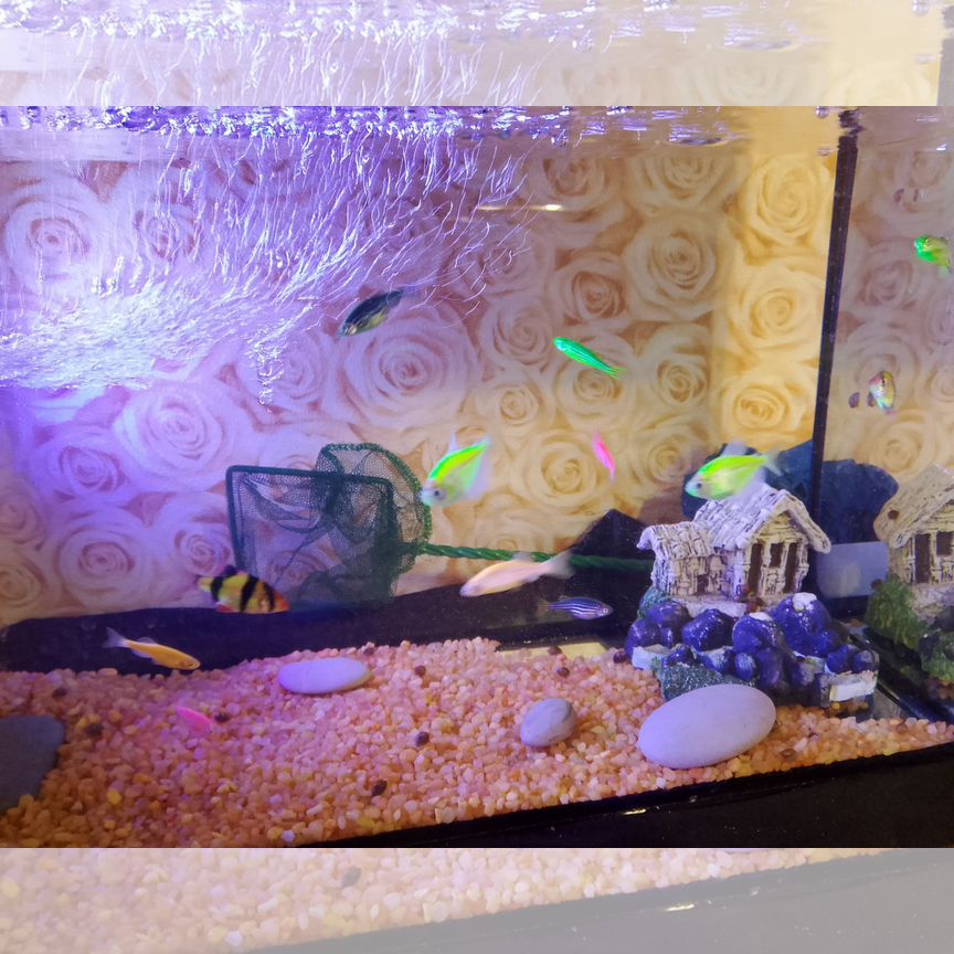 Аквариум с рыбками