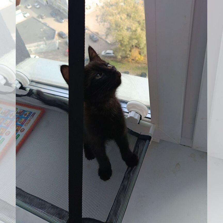 Черный котенок
