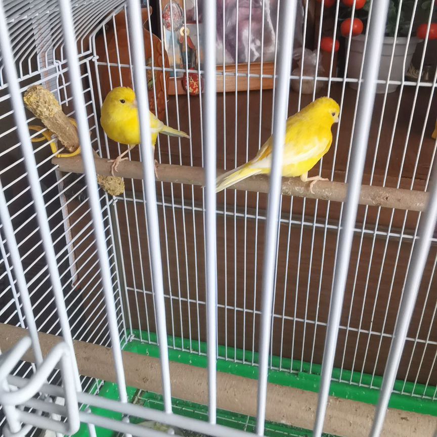 Самочка канареечка, молоденькая и красивая