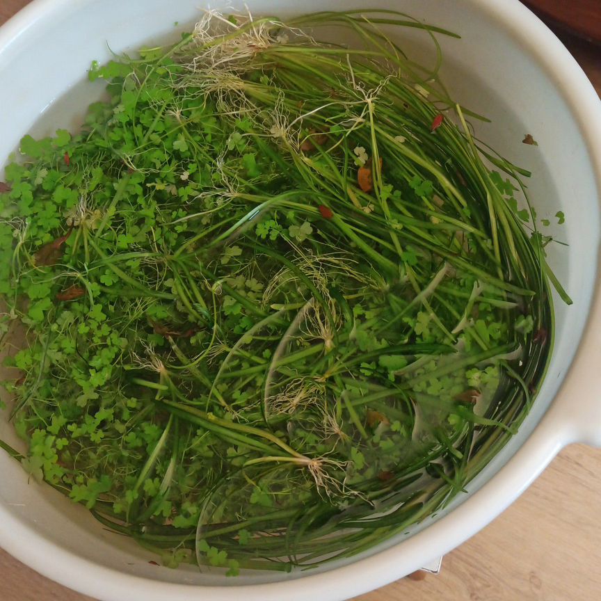 Аквариумные растения