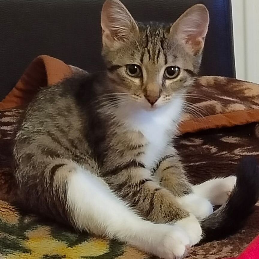 Кошечка 2,5 месяца