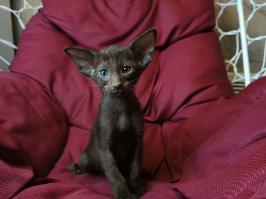 Ориентальные котята