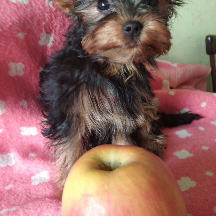 Йоркширский терьер мини