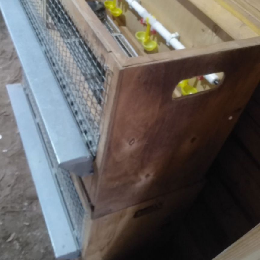 Брудер для цыплят