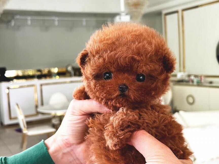 Тикап Тедди пудель Корея
