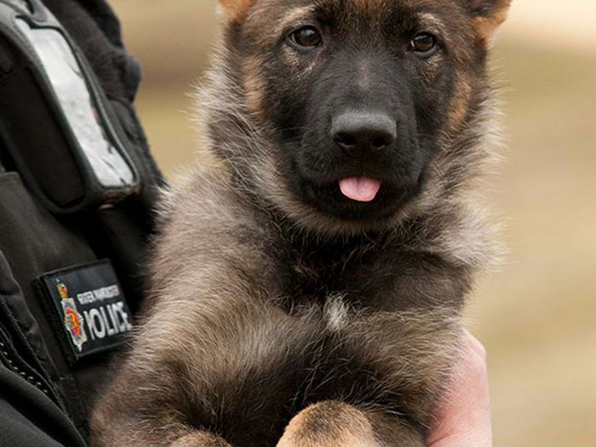 Щенки немецких овчарок без документов