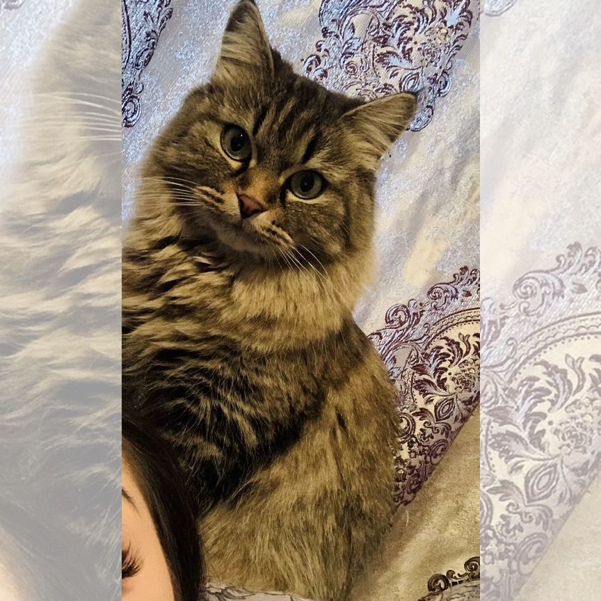 Отдам в хорошие руки нежную ласковую кошечку