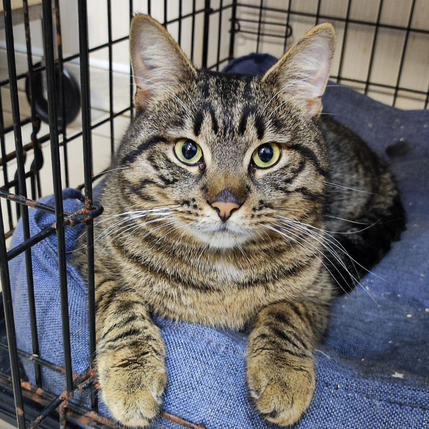 Взрослый кот в добрые руки