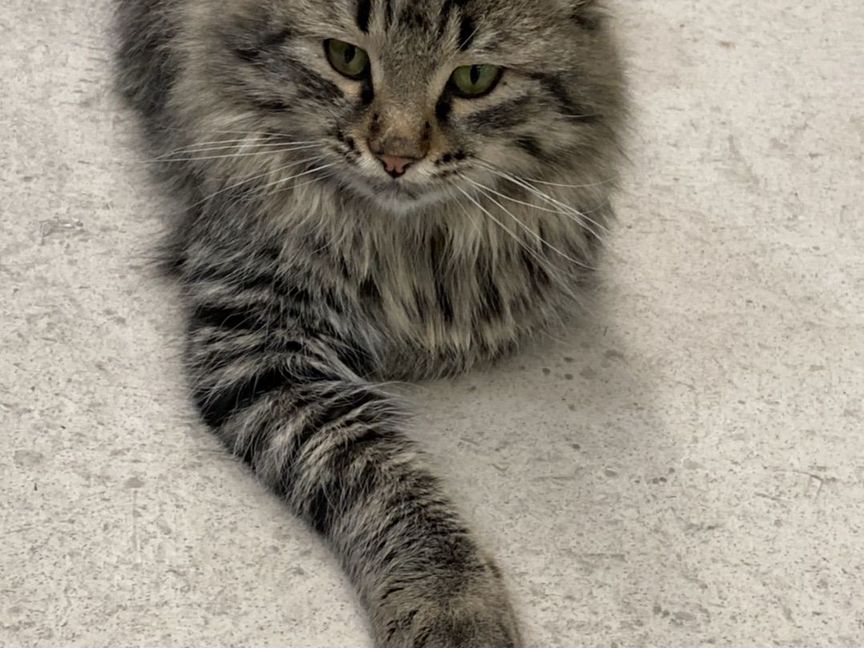 Сибирский кот