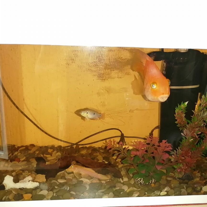 Продам аквариум 60 л с рыбками
