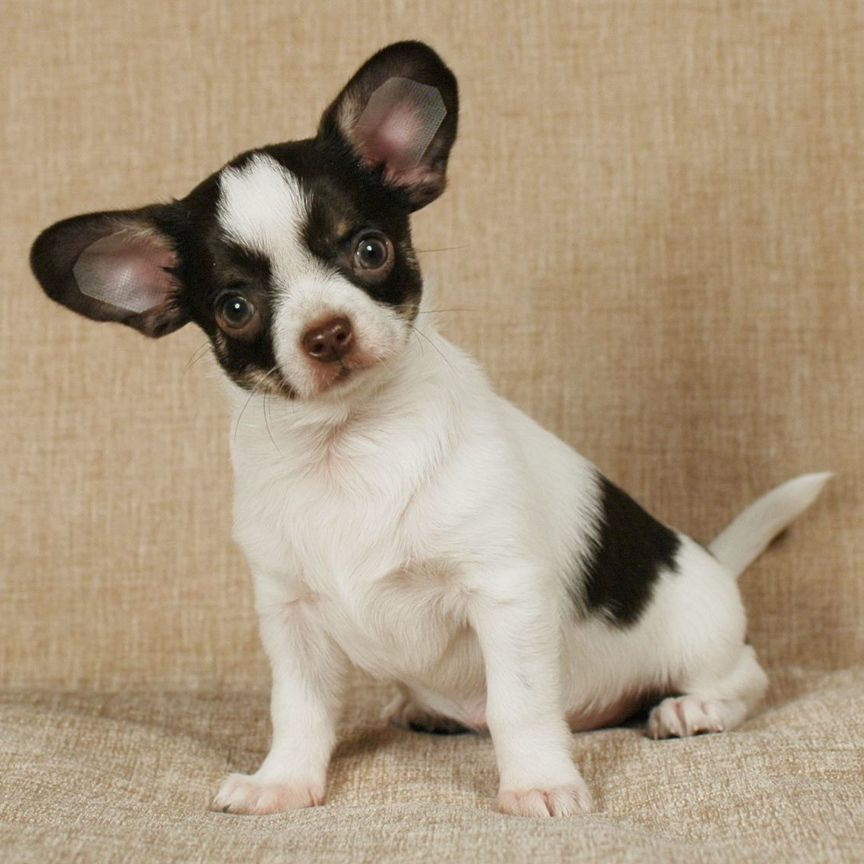 Чихуахуа, щенок