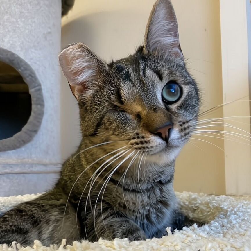 Взрослая кошка в добрые руки