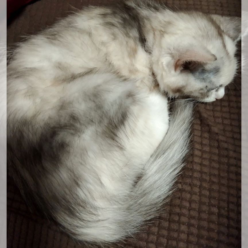 Шотландский вислоухий короткошёрстный котёнок