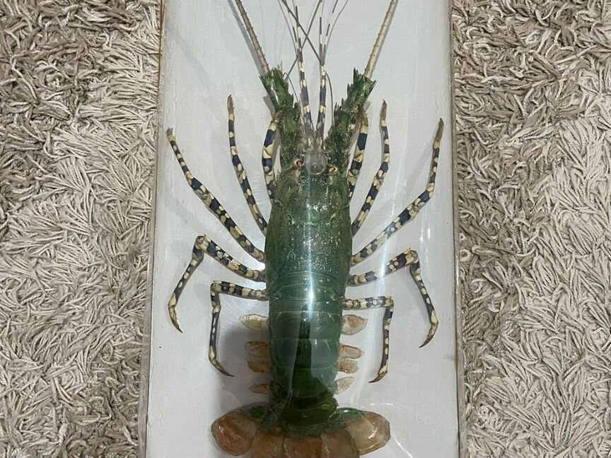 Рак декоративный