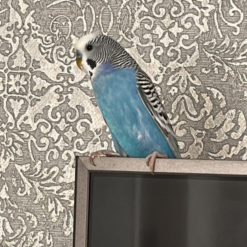 Волнистый попугай