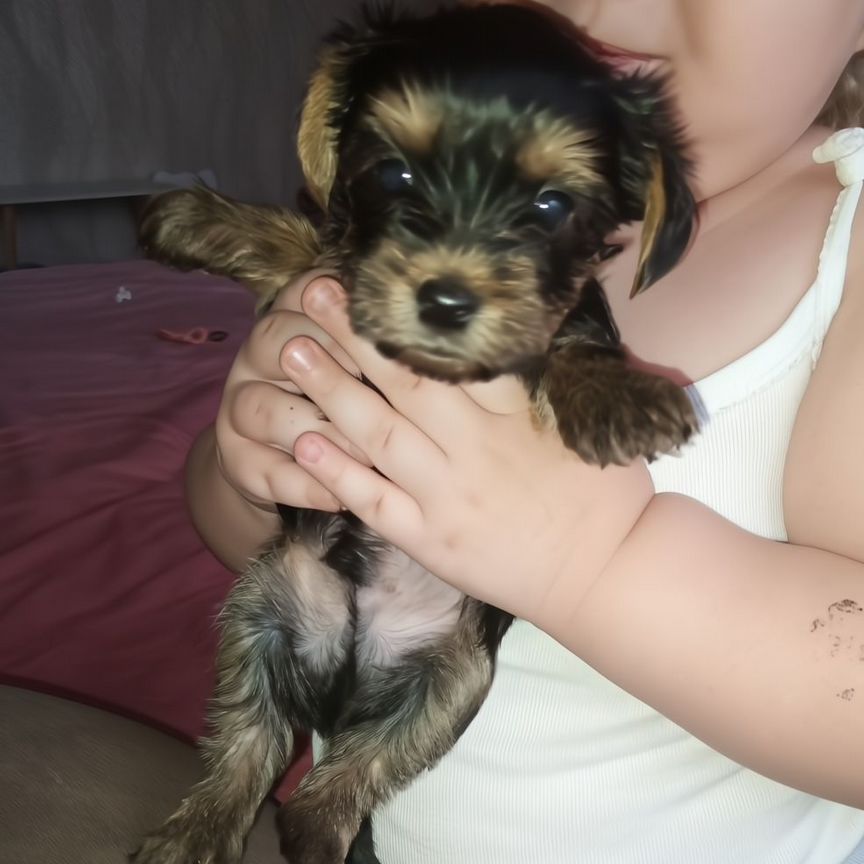 Йоркширский терьер, щенок