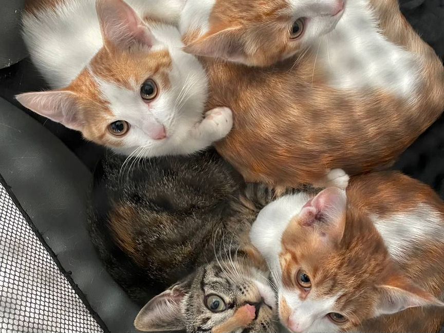 Котята в добрые руки бесплатно