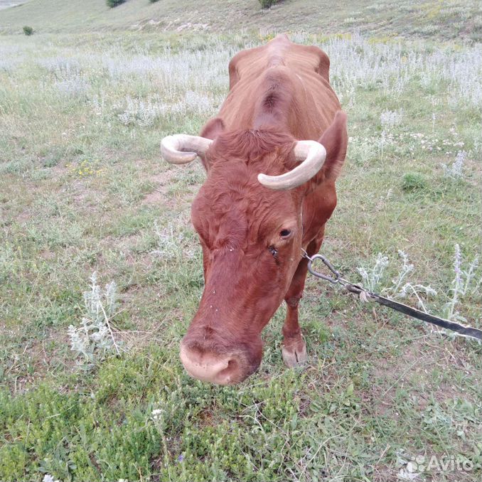 Продою доенных коров