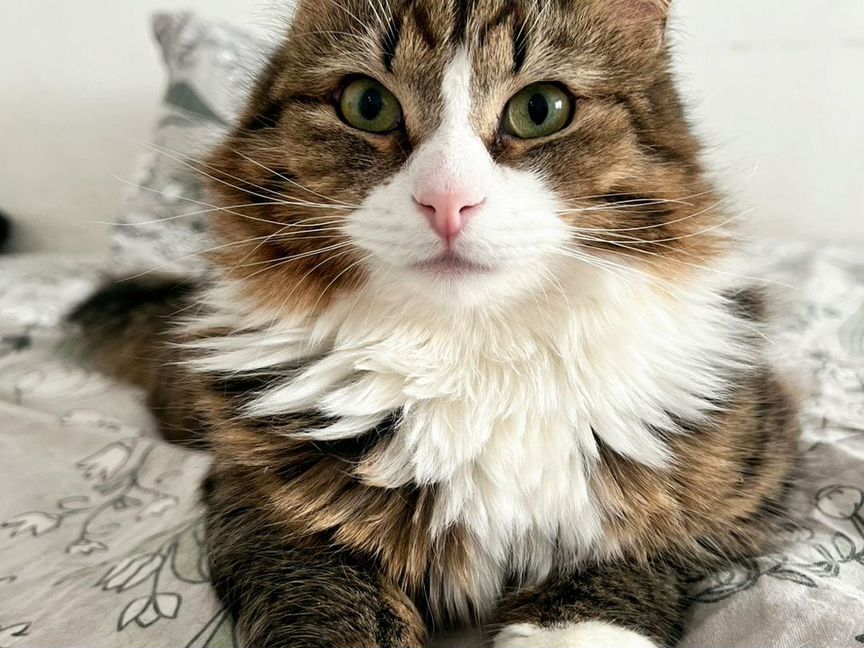 Котята в добрые руки бесплатно