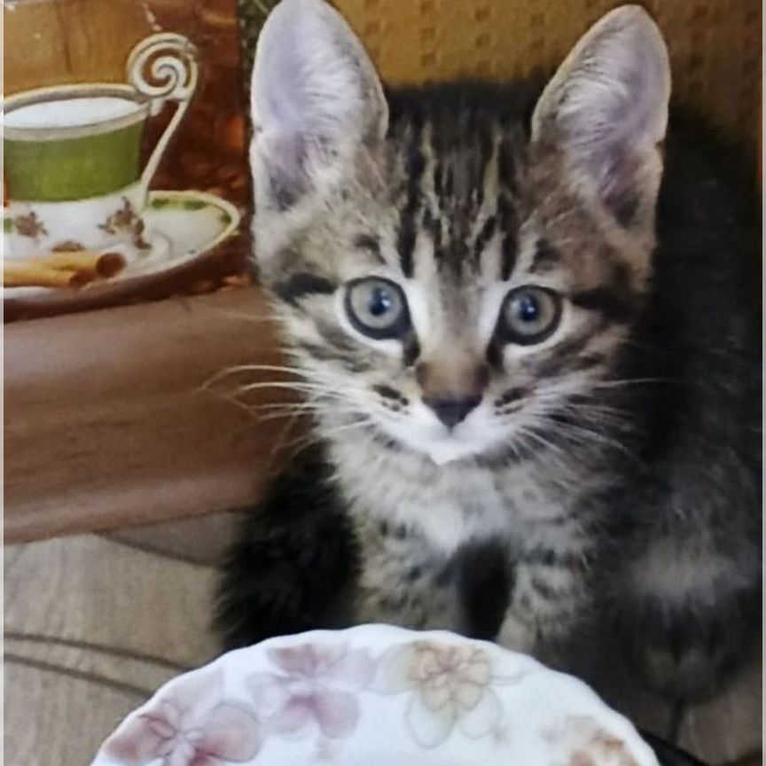 Котёнок в добрые руки