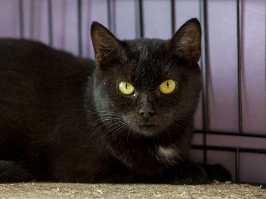 Стерилизованная мышеловка Фрея в частный дом