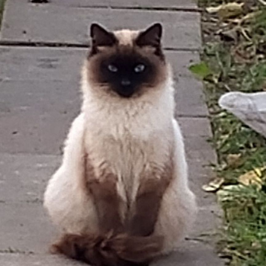 Балинезийская кошка
