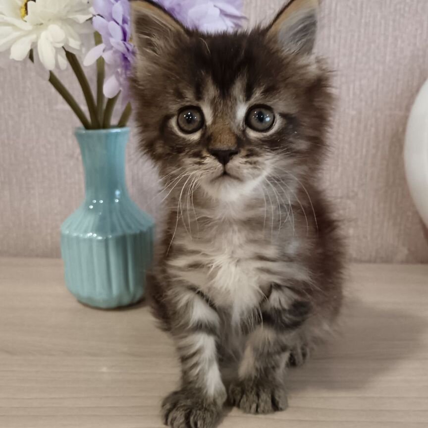 Котик мейн-кун