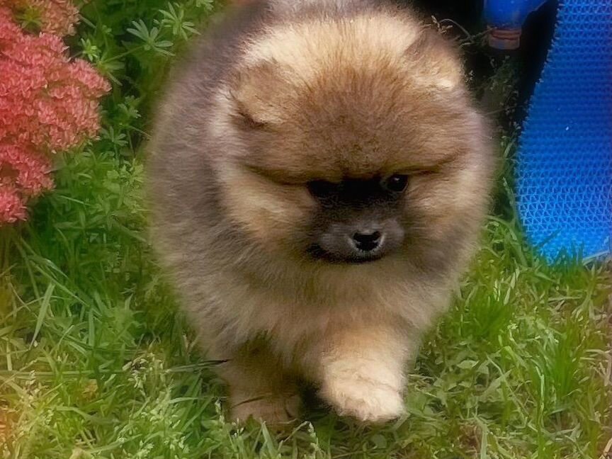 Щенки шпица мини мишка