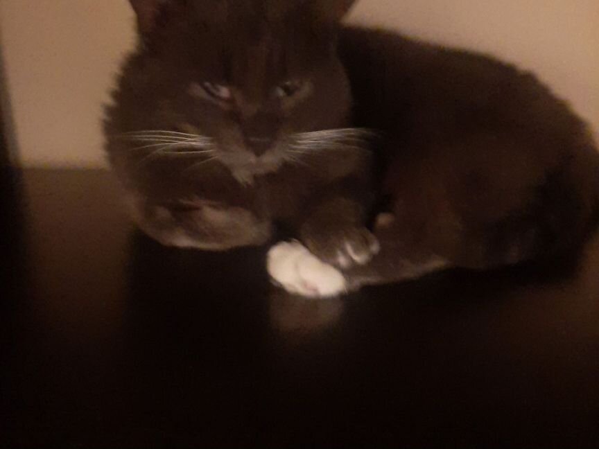 Кошка в дар