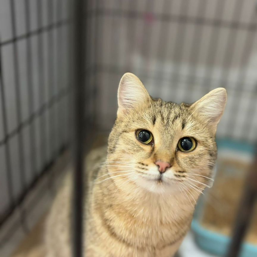 Котики бесплатно в добрые руки