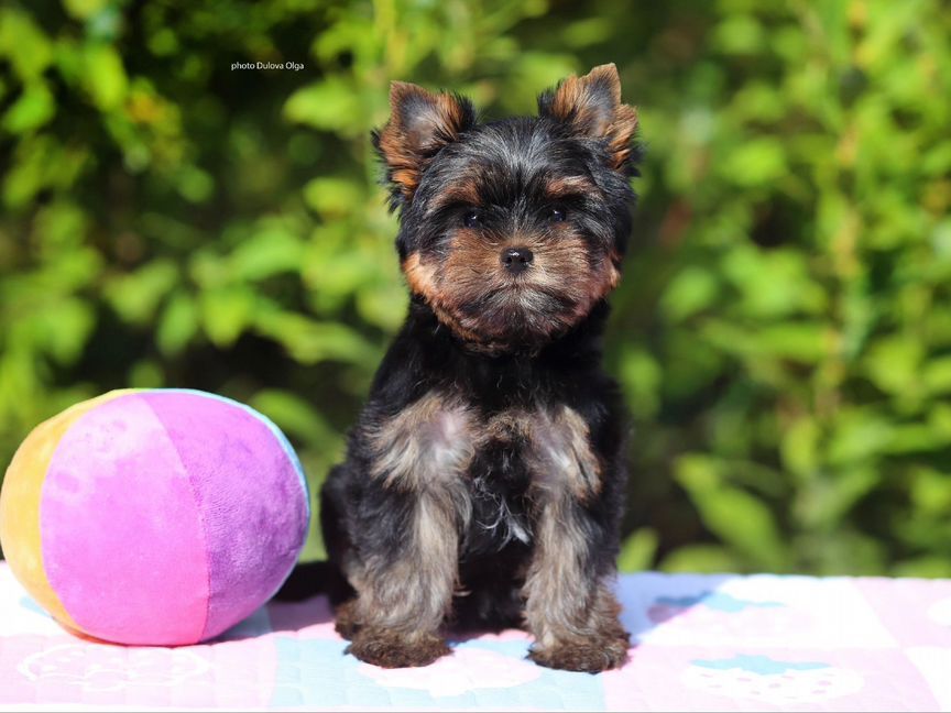 Йоркширский терьер щенки