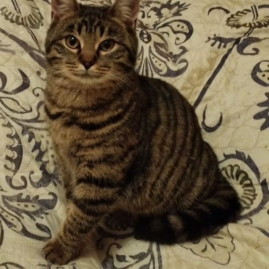 Взрослая, кошка в добрые руки