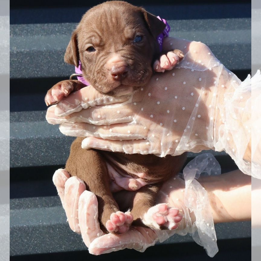 Американский питбультерьер, щенок