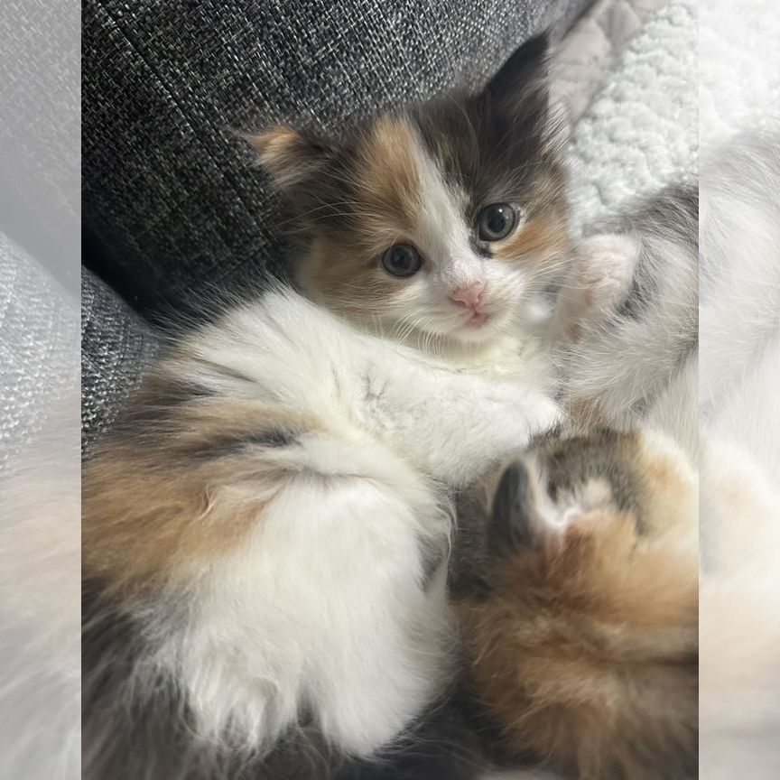 Малышка кошечка в добрые руки