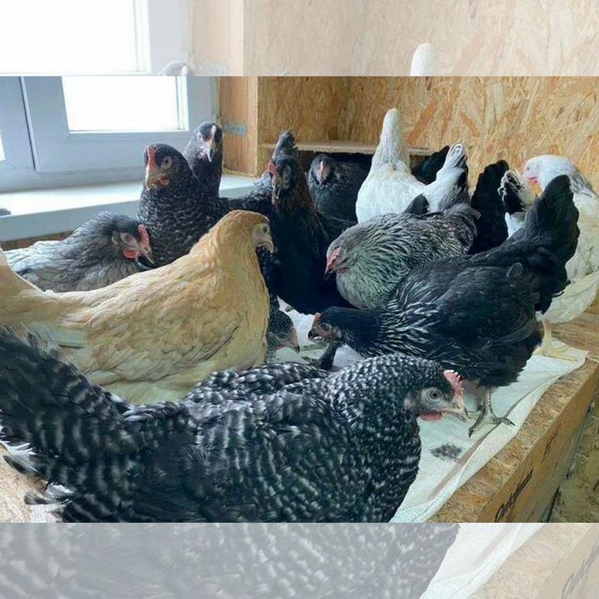 Куры несушки, доминанты,красная кубанская, леггорн