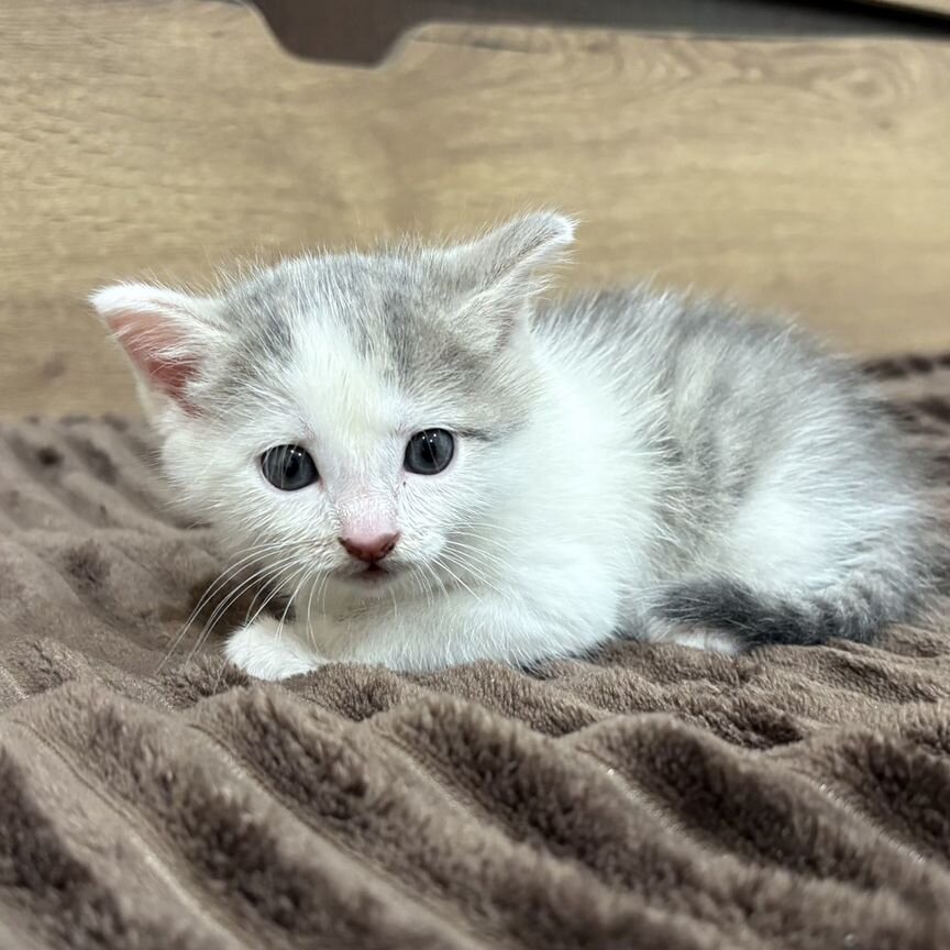 Котята
