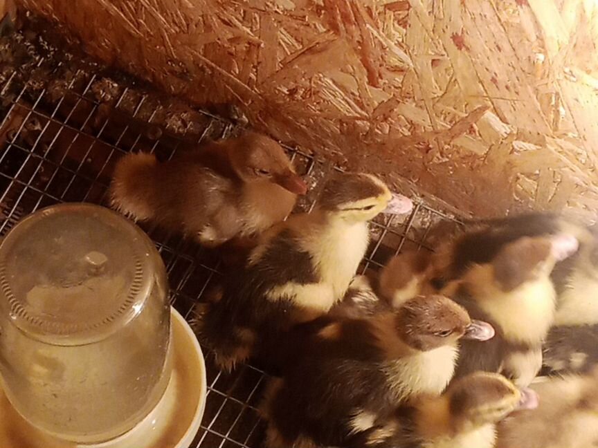 Цыплята индоутки