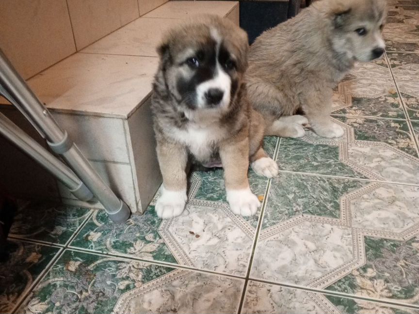 Продажа щенков алабая