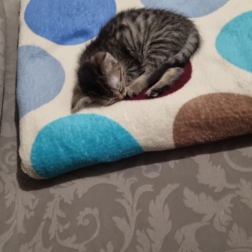 Котенок 1,5 месяца девочка
