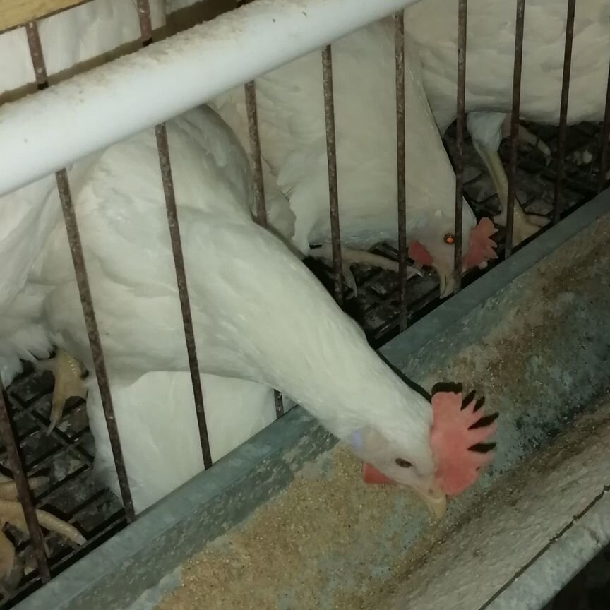 Продажа кур молодок