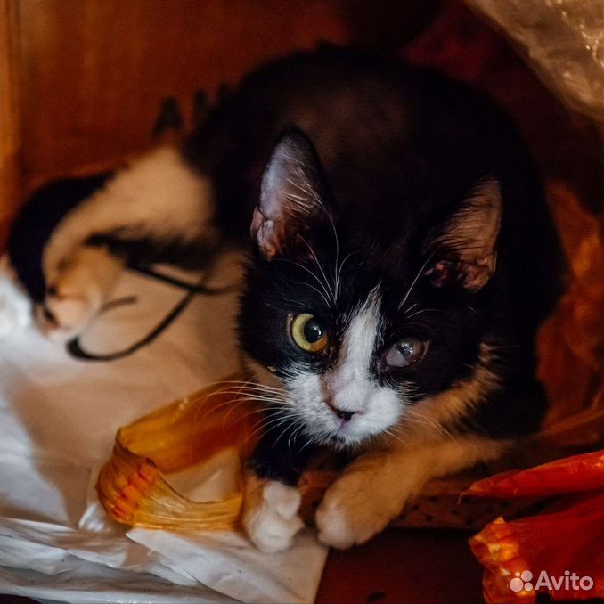Котёнок Кузя ищет заботливую семью