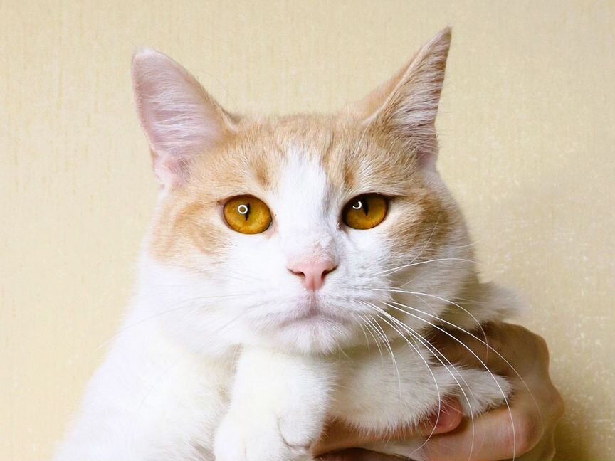 Котик в добрые руки бесплатно
