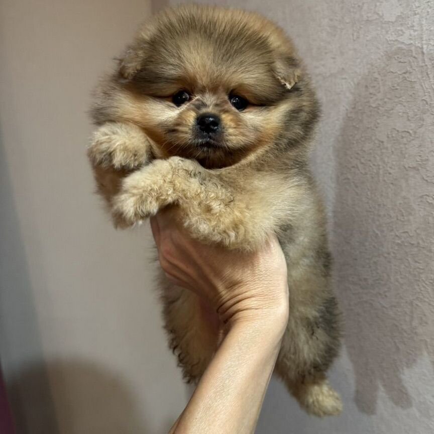 Шпиц девочка