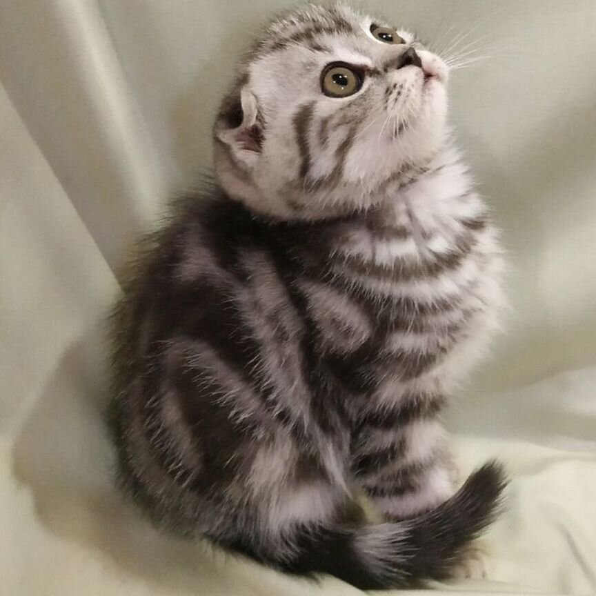 Шотландский вислоухий короткошёрстный котёнок