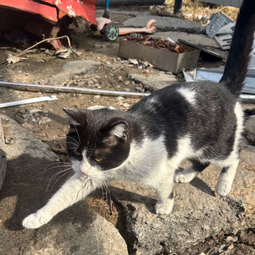 Взрослая, кошка в добрые руки