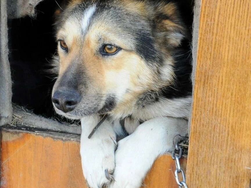 Собака